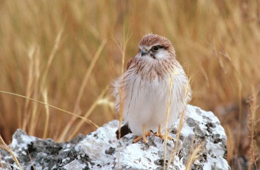 Pick your Poison: Dealing with the Nullarbor’s Poisonous Flora and ...